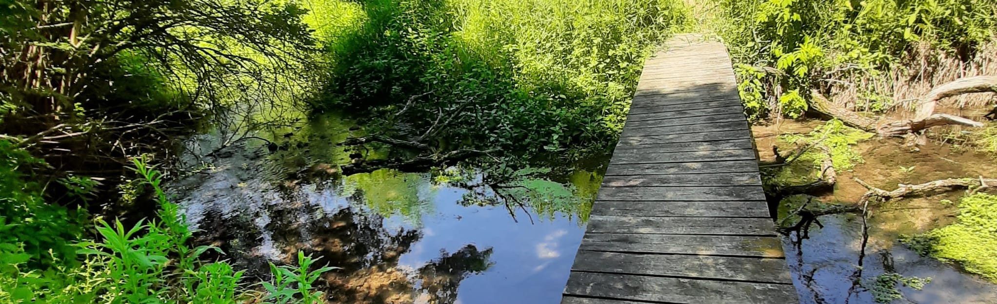 Orange Loop, Illinois - 79 Reviews, Map | AllTrails