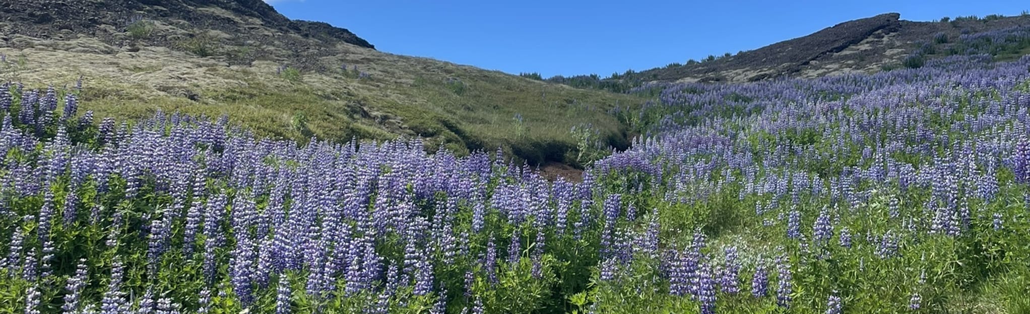 Mosfell Mountain: 36 Reviews, Map - Capital, Iceland | AllTrails