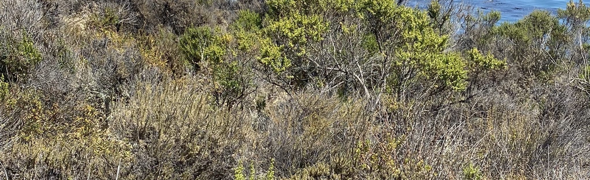 Shell Beach Bluff Trail, California - 123 Reviews, Map | AllTrails