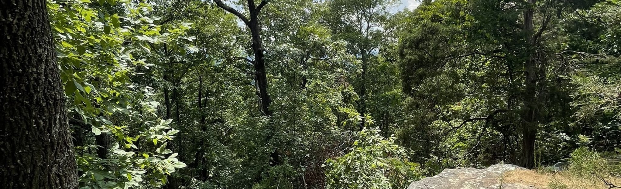 High Pass, Berry and Rainbow Loop: 38 Reviews, Map - Alabama | AllTrails