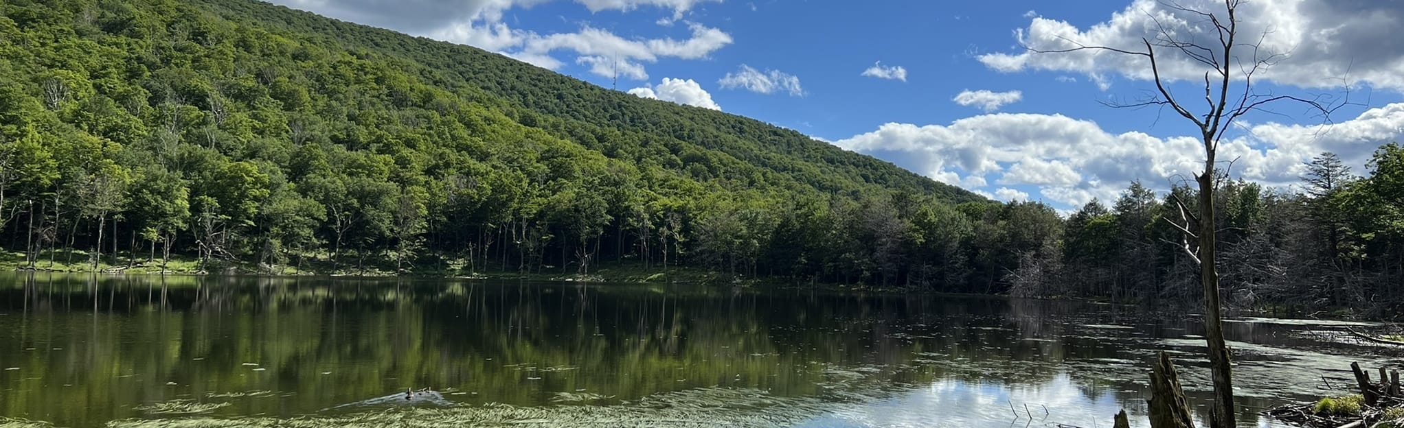 Overlook Mountain and Echo Lake, New York - 401 Reviews, Map | AllTrails