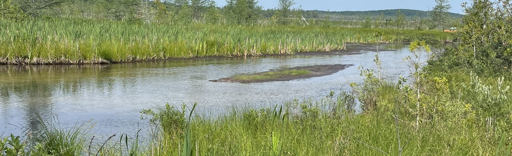 Sedge Meadow Trail, Michigan - 77 Reviews, Map | AllTrails