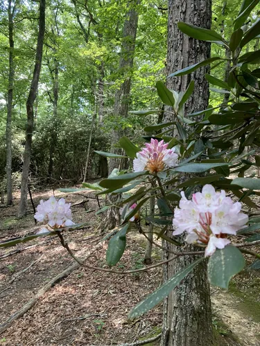 Best Hikes and Trails in Matthews State Forest | AllTrails