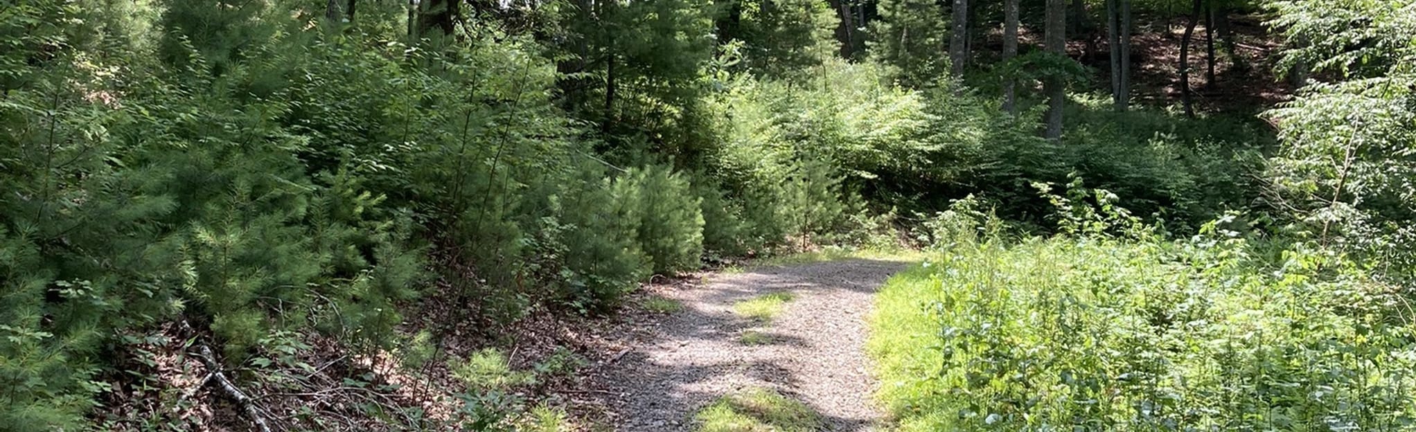 Matthews State Forest MTB Trail South, Virginia - 78 Reviews, Map ...
