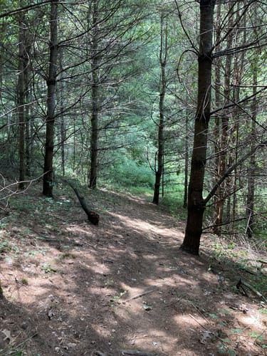 Best Hikes and Trails in Matthews State Forest | AllTrails