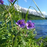 Carter Lake Trail, Alaska - 296 Reviews, Map | AllTrails