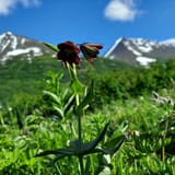 Carter Lake Trail, Alaska - 296 Reviews, Map | AllTrails