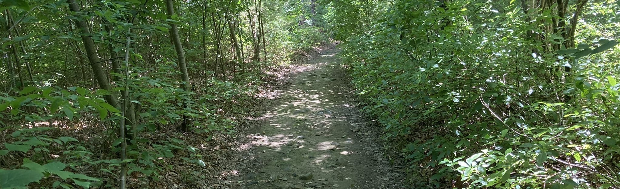 Rehoboth Town Forest Trail, Massachusetts - 102 Reviews, Map | AllTrails