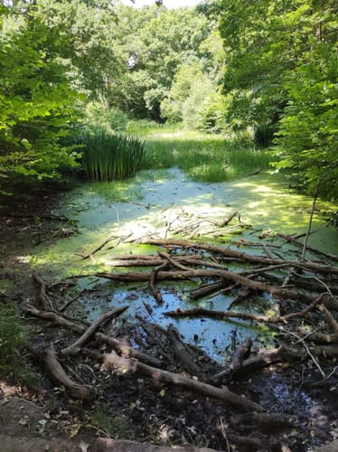 2023 Best Forest Trails in Worcester Woods Country Park | AllTrails