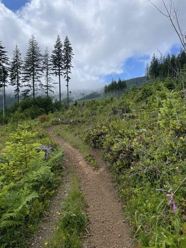 2023 Best 10 Long Trails in Capitol State Forest | AllTrails