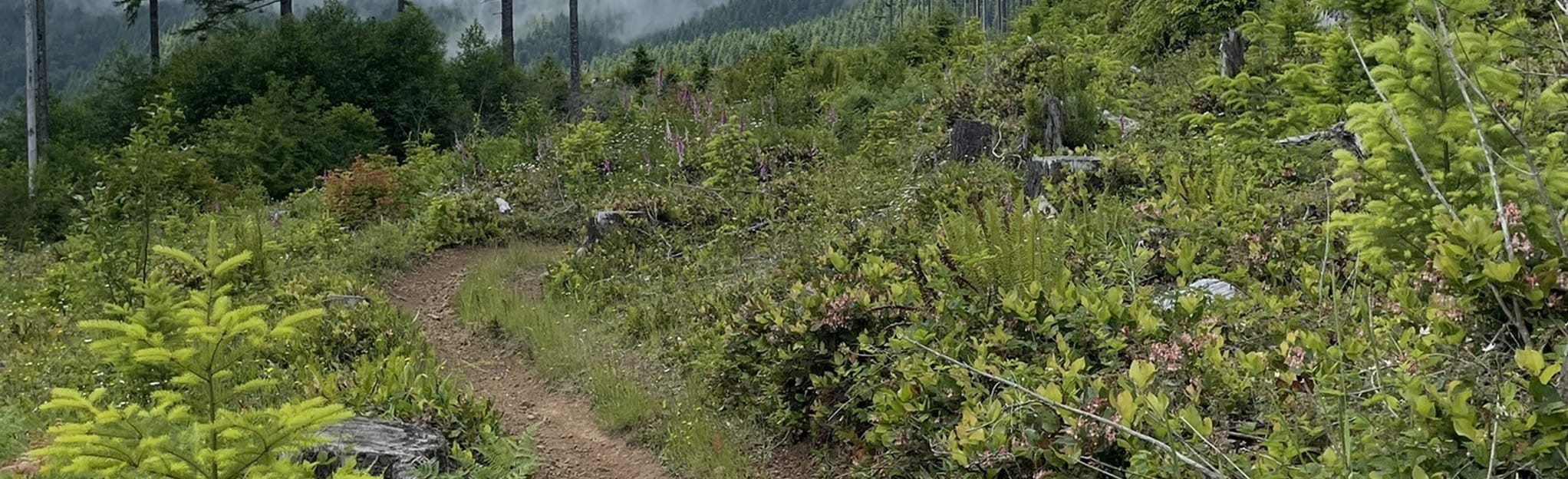 Capitol Peak Loop: Twin Peaks and the Grunt Trail Loop: 64 Reviews, Map ...