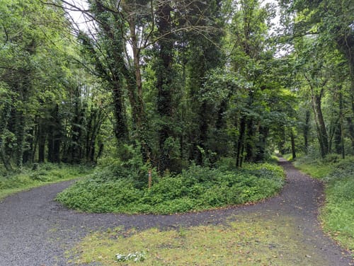 Best Hikes and Trails in Mountbellew Forest | AllTrails