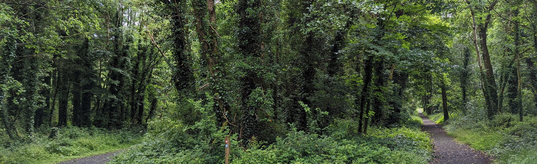 Mountbellew Forest | Coill an Chreagáin, County Galway, Ireland - 16 ...