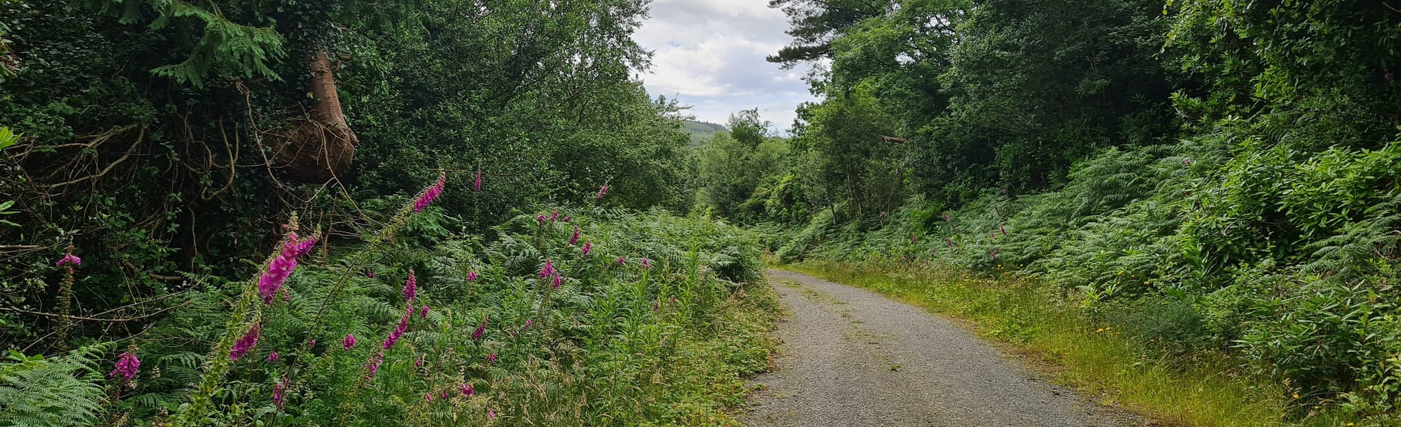 Windmill and Portaw Loop, County Waterford, Ireland - 90 Reviews, Map ...