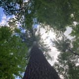 Gillies Grove Loop, Ontario, Canada - 90 Reviews, Map | AllTrails