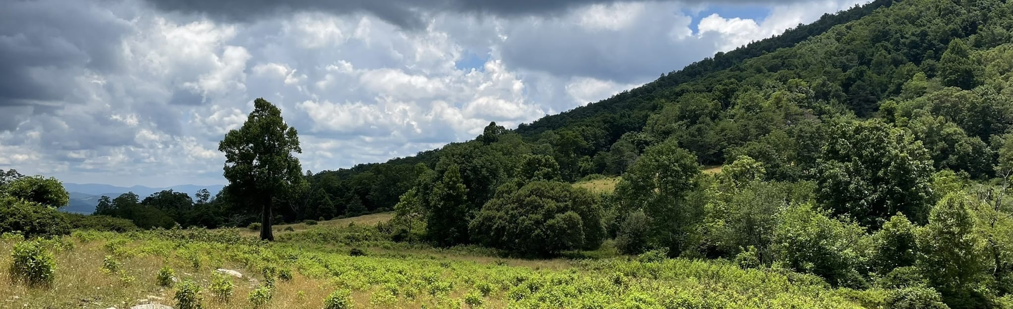 Bearwallow Mountain via Wildcat Rock Trail | Map, Guide - North ...