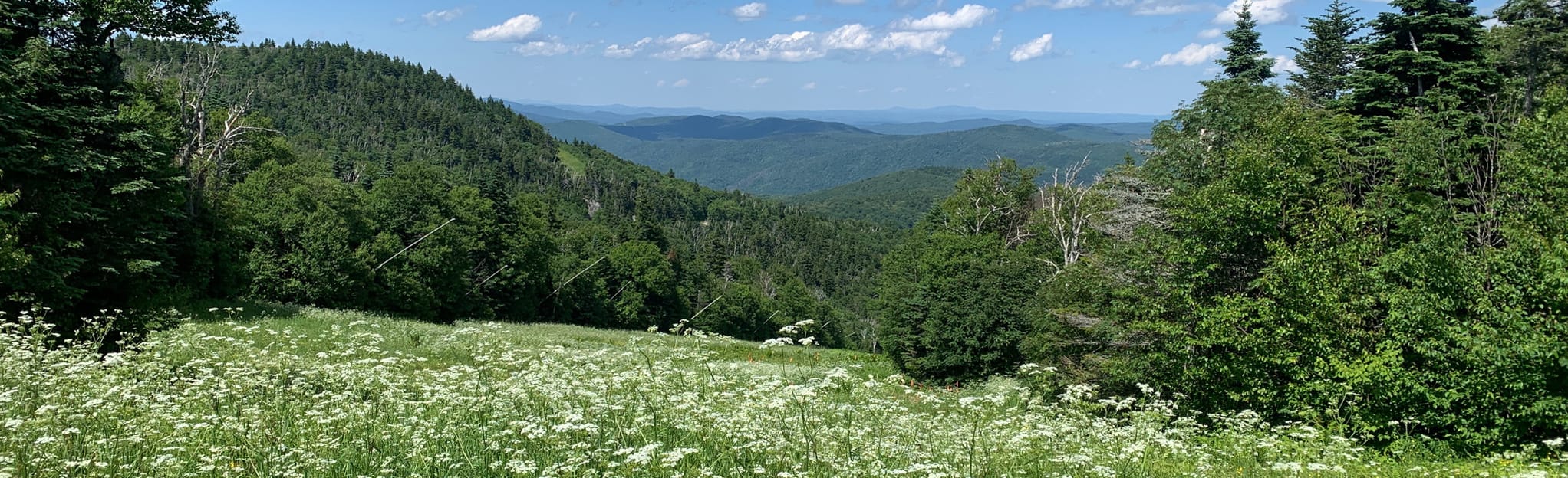 Bear Mountain Loop: 135 Reviews, Map - Vermont | AllTrails