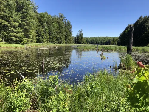 10 Best Camping Trails in Lake George Wild Forest | AllTrails