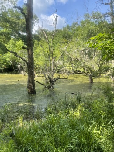 Best Hikes and Trails in Conroe | AllTrails
