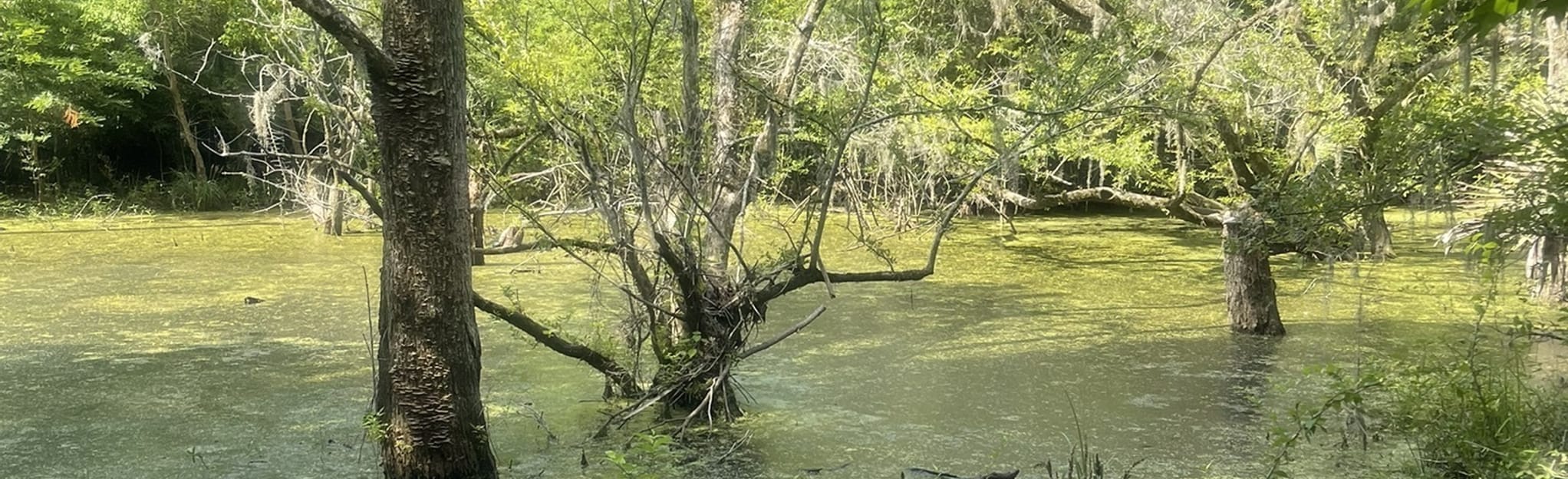 Lake Creek Preserve, Texas - 138 Reviews, Map | AllTrails