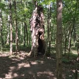 Hickory Ridge Outer Trail, Tennessee - 351 Reviews, Map | AllTrails