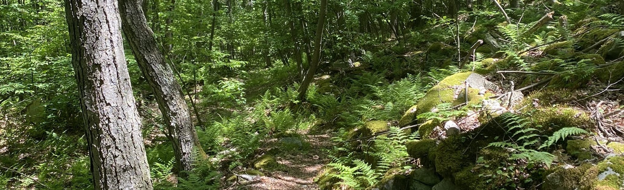 Red Trail to Green Trail Loop: 101 Reviews, Map - Maryland | AllTrails