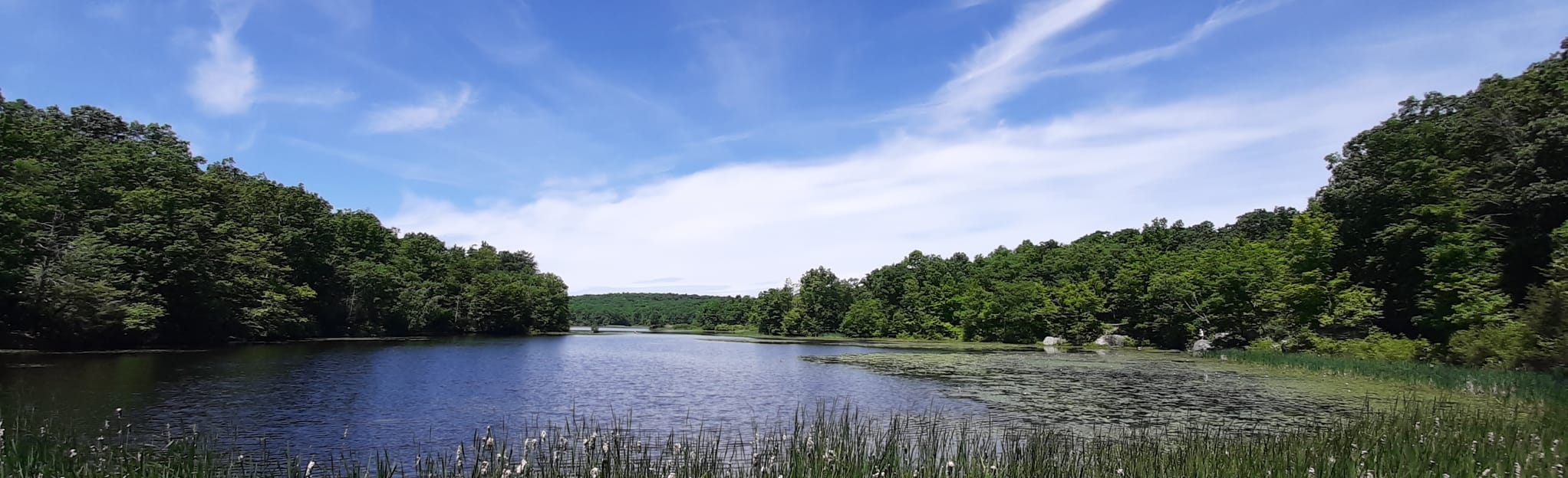 Wawayanda Lake Loop, New Jersey - 862 Reviews, Map | AllTrails