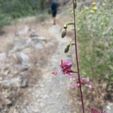 Merced River Trail, California - 186 Reviews, Map | AllTrails