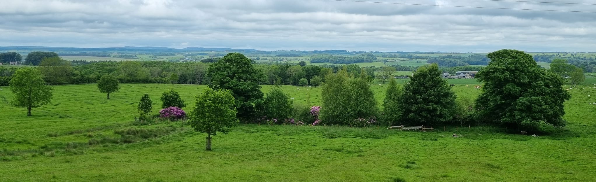Bolam Lake and Shaftoe Crags Circular Walk: 91 Reviews, Map ...
