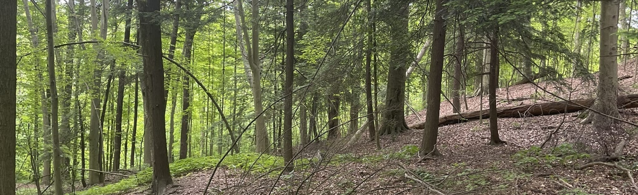 North Chagrin Bridle Trail | Map, Guide - Ohio | AllTrails