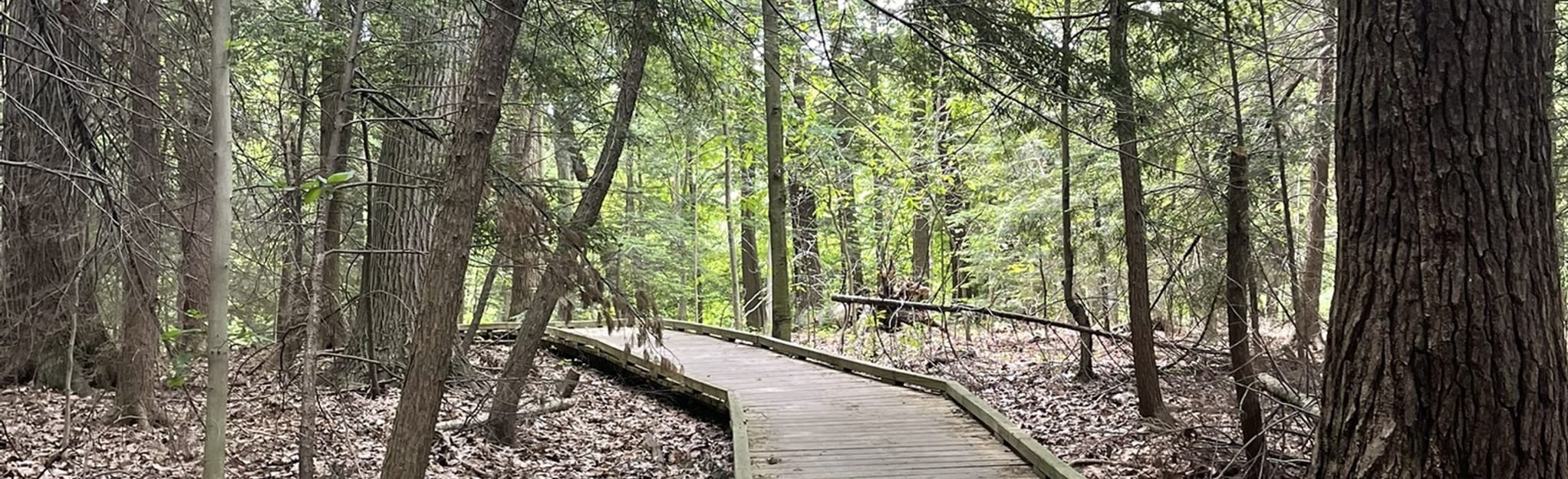 White Pine Loop Trail | Mapa, Roteiro - Ohio | AllTrails