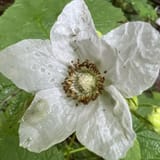 Centennial Trail, Washington - 654 Reviews, Map | AllTrails