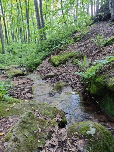 10 Best Hikes and Trails in State Game Lands Number 156 | AllTrails