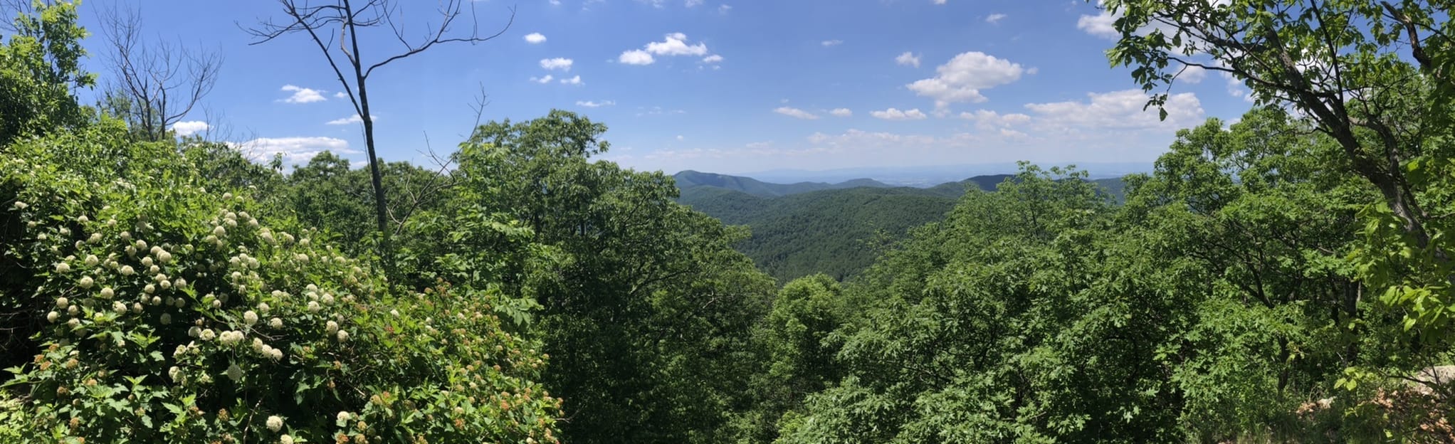 Loft Mountain Perimeter Trail: 82 Reviews, Map - Virginia | AllTrails