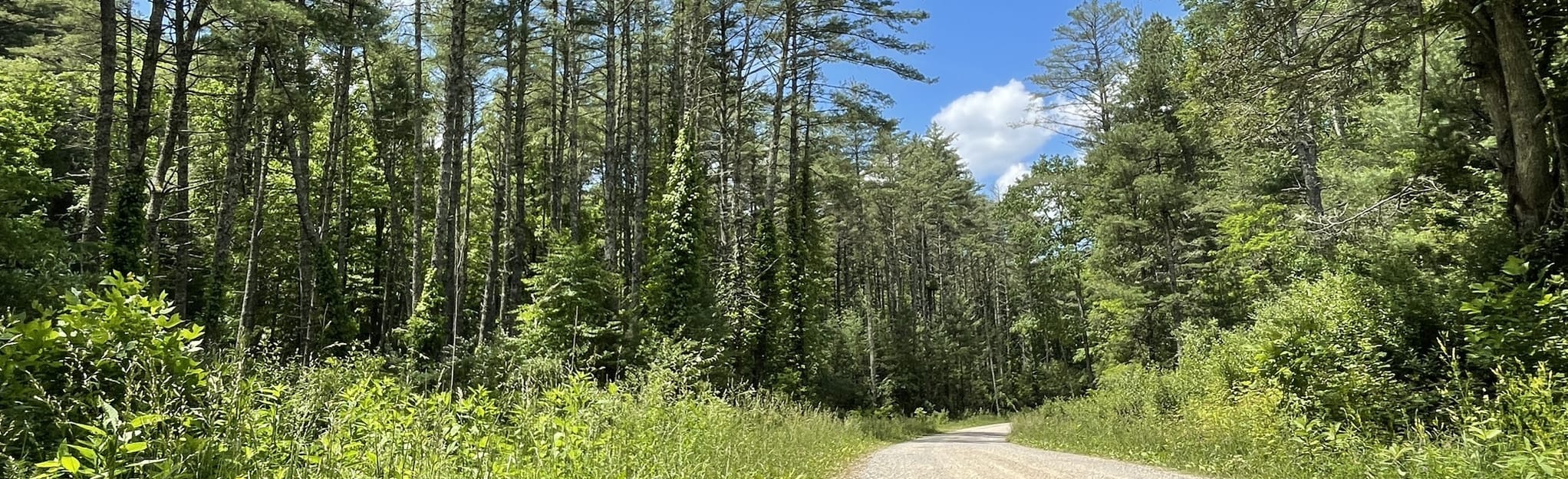 Henley Hollow - Little Dry Run Loop, Virginia - 12 Reviews, Map | AllTrails