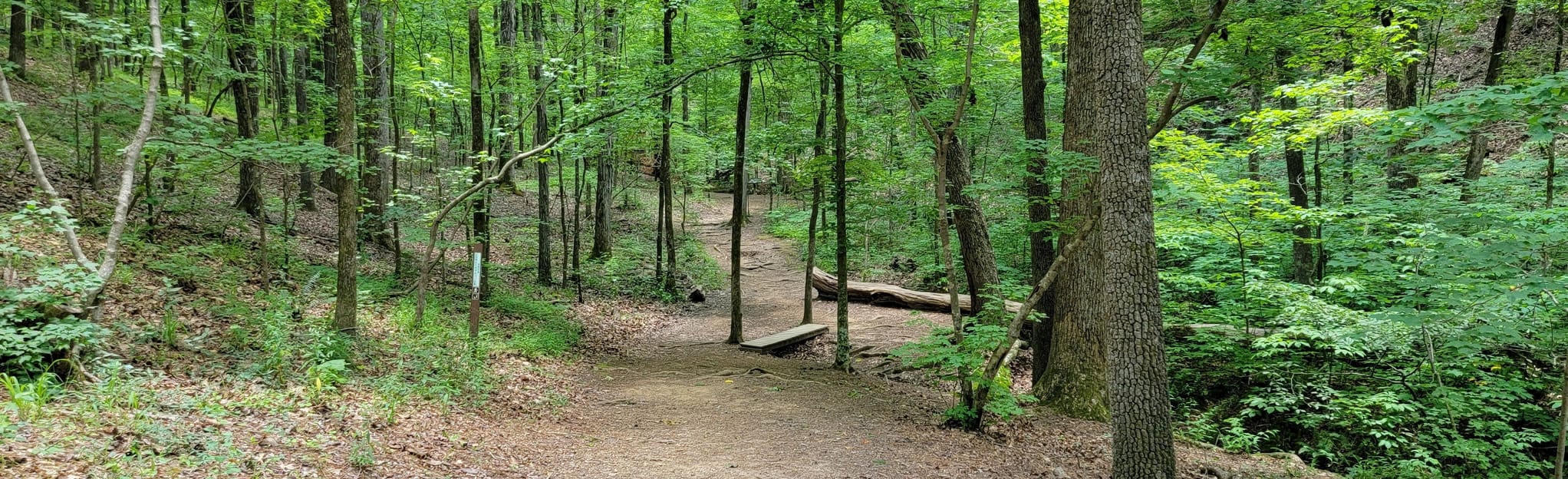 Tree Top and Falls Trail, Alabama - 295 Reviews, Map | AllTrails