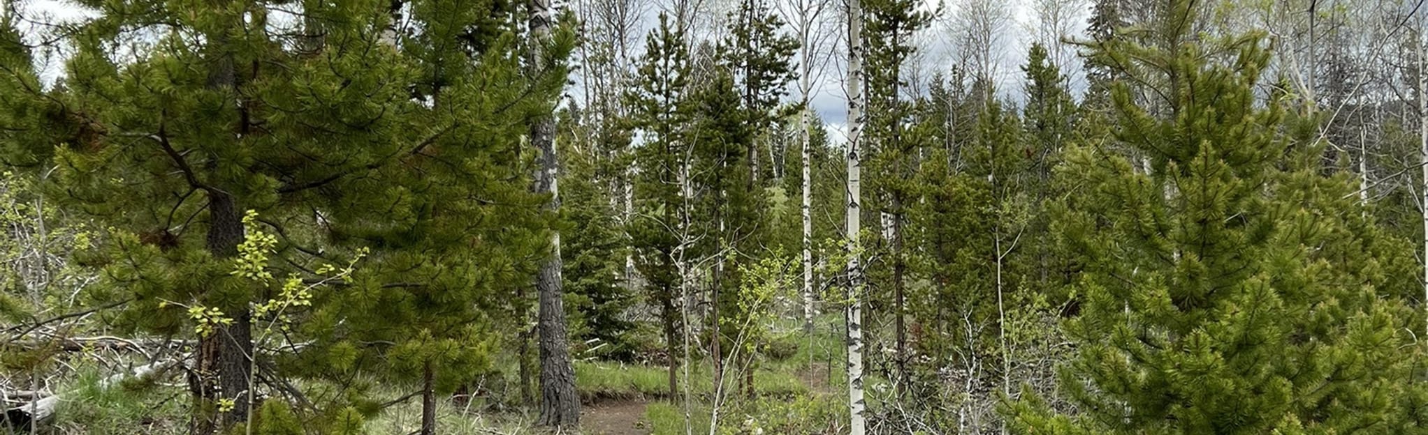 Mimi Falls Path, British Columbia, Canada - 51 Reviews, Map | AllTrails