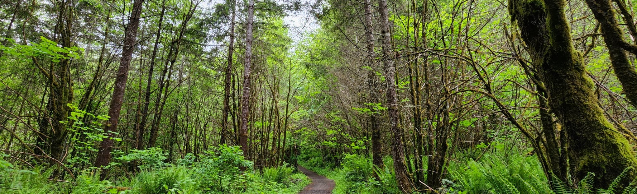 Mima Falls Loop, Washington - 1,389 Reviews, Map | AllTrails