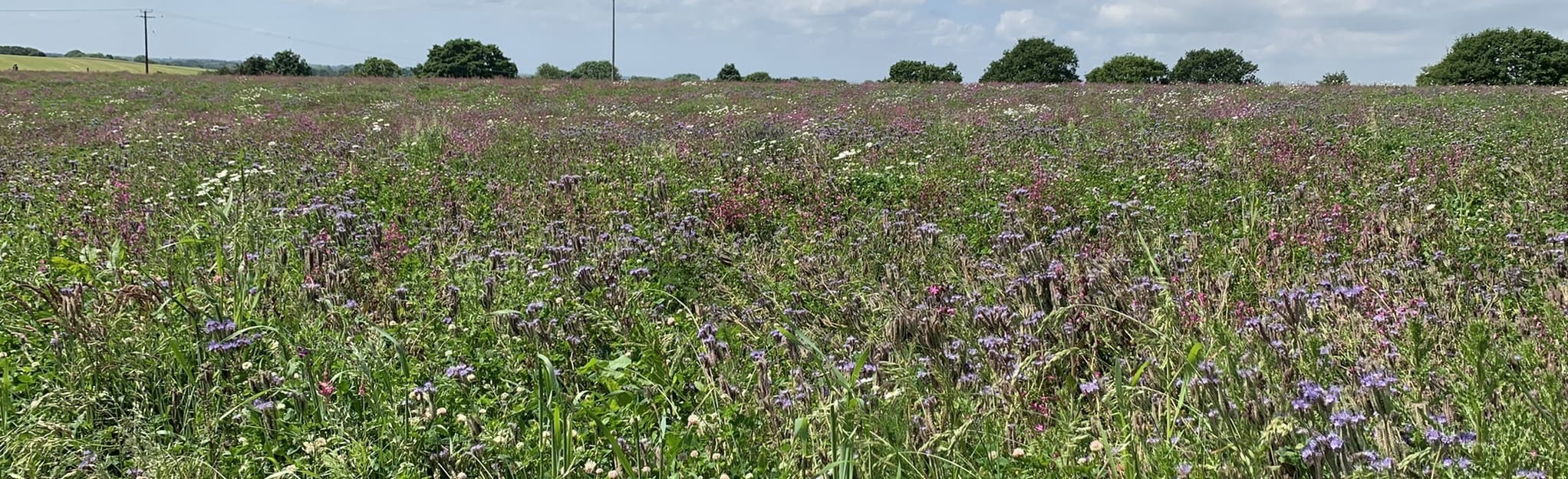 Swanton Abbot and Bryant's Heath Circular: 7 Reviews, Map - Norfolk ...