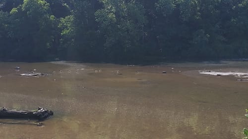 Best Hikes and Trails in Prickett's Fort State Park | AllTrails