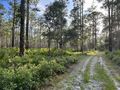 Best 10 Hiking Trails in Goethe State Forest | AllTrails