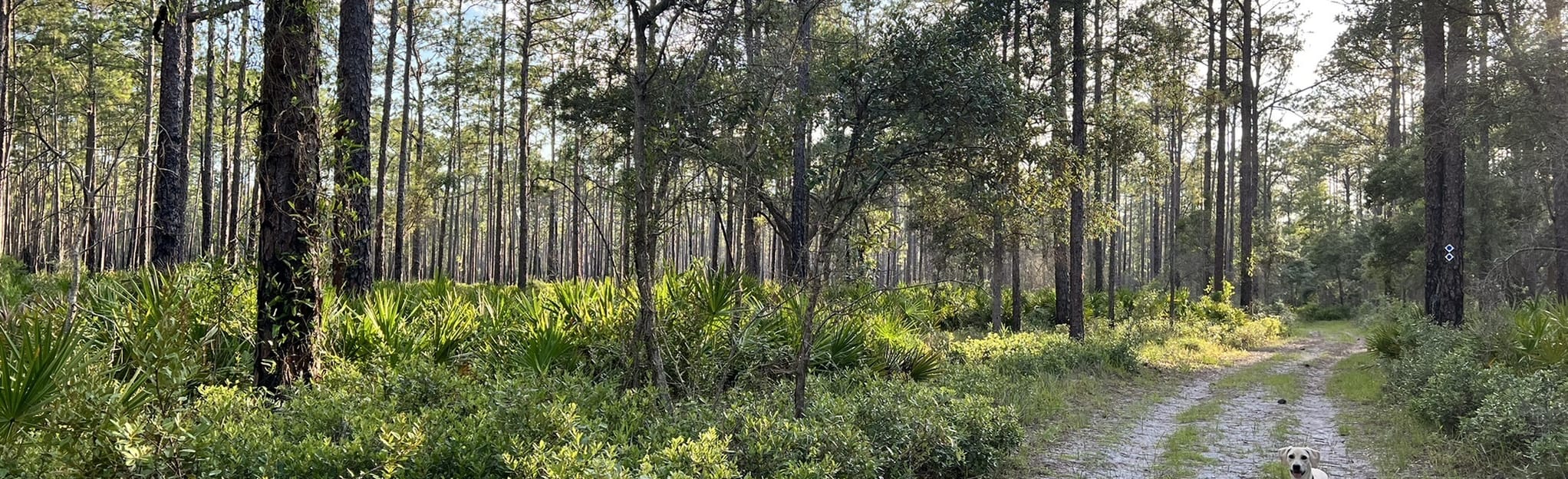 Tidewater Purple Loop , Florida - 54 Reviews, Map | AllTrails