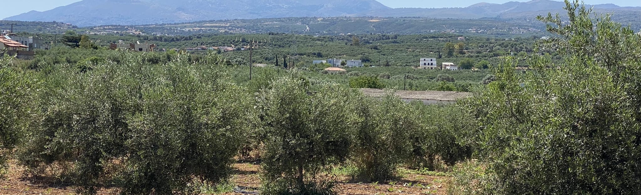 Stavromenos Olive Grove Loop, Crete, Greece - 7 Reviews, Map | AllTrails