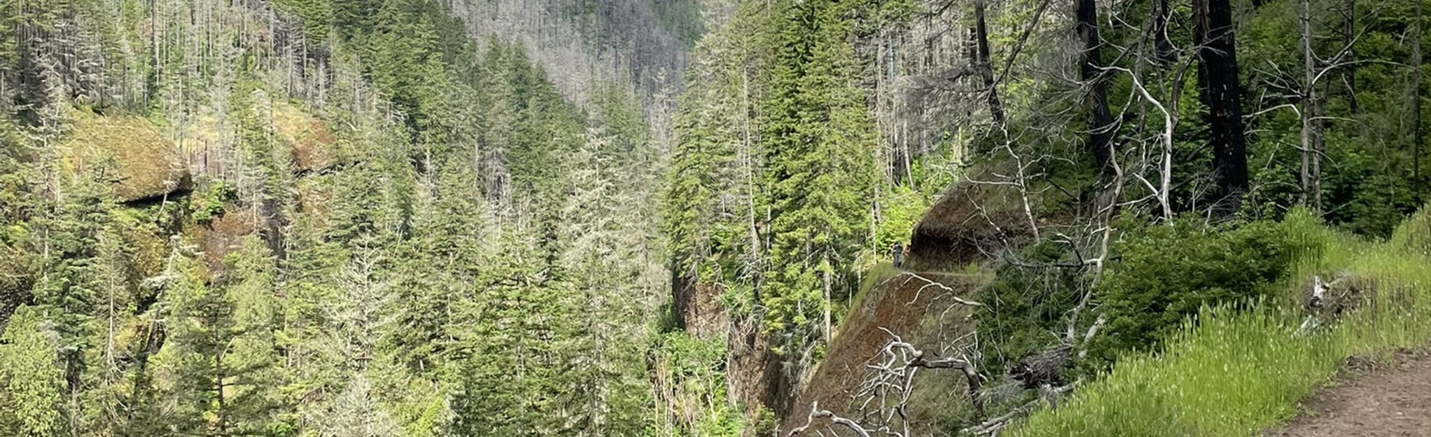 Eagle Creek Trail: 893 Reviews, Map - Oregon | AllTrails