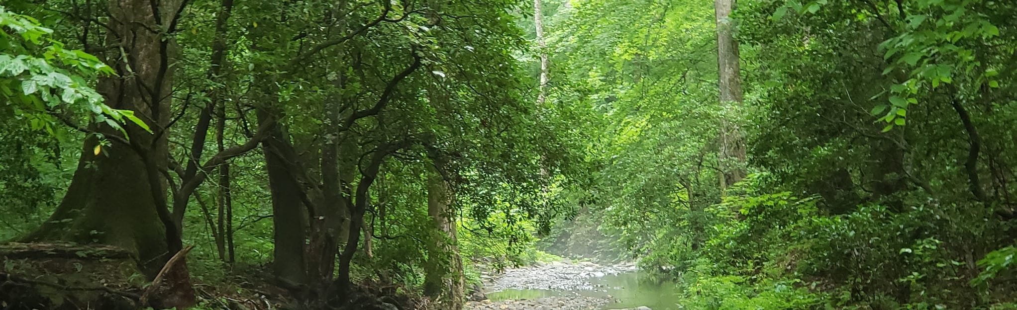 Burnt Mountain Champion Trail, Georgia - 547 Reviews, Map | AllTrails