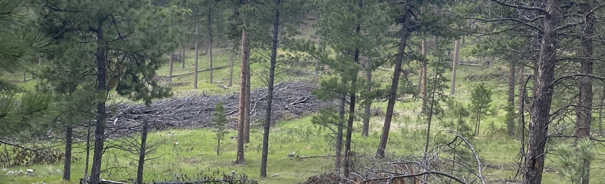 Legion Lake Campground Trail: 74 Reviews, 41 Photos, Map - South Dakota ...