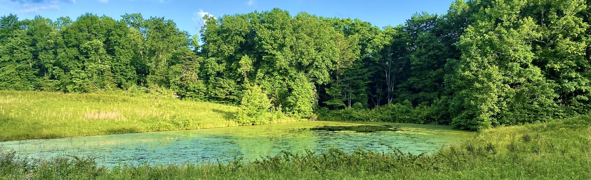 North White Oak Trail to Leatherwood Overlook, Tennessee - 57 Reviews ...