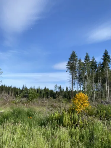 Best Hikes and Trails in Port Gamble Forest Heritage Park | AllTrails