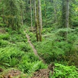 Maple Valley Loop, Washington - 230 Reviews, Map | AllTrails