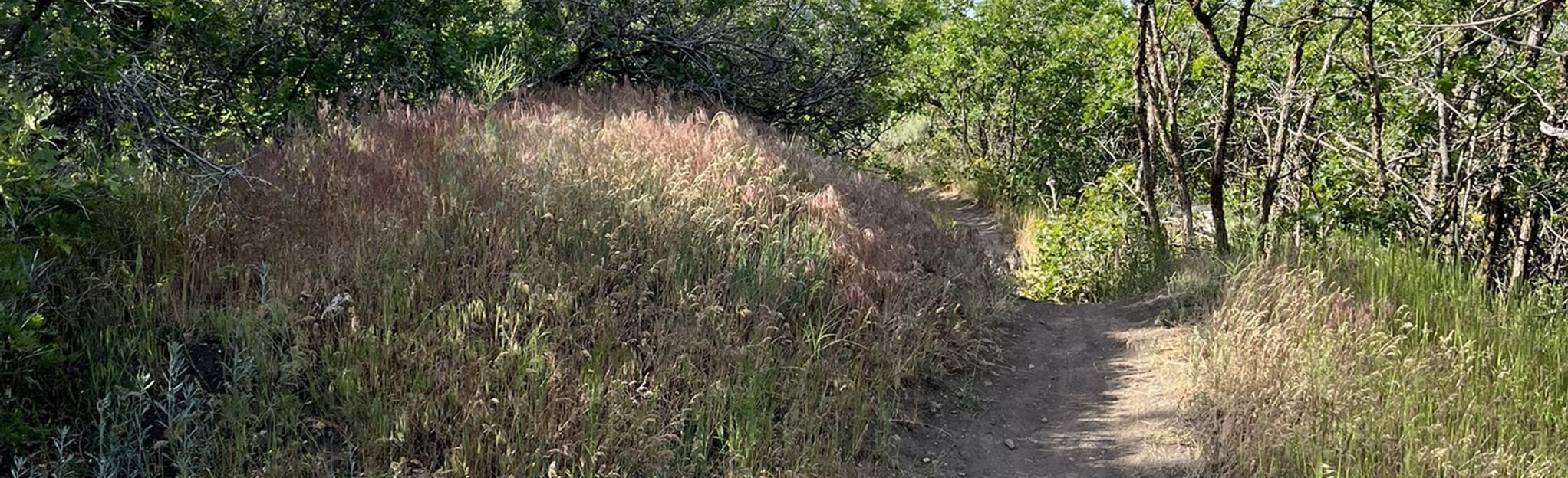 Middle Spring, Lambert's Luge, High Bench, Ziggy, Zag, and Ruin Loop ...